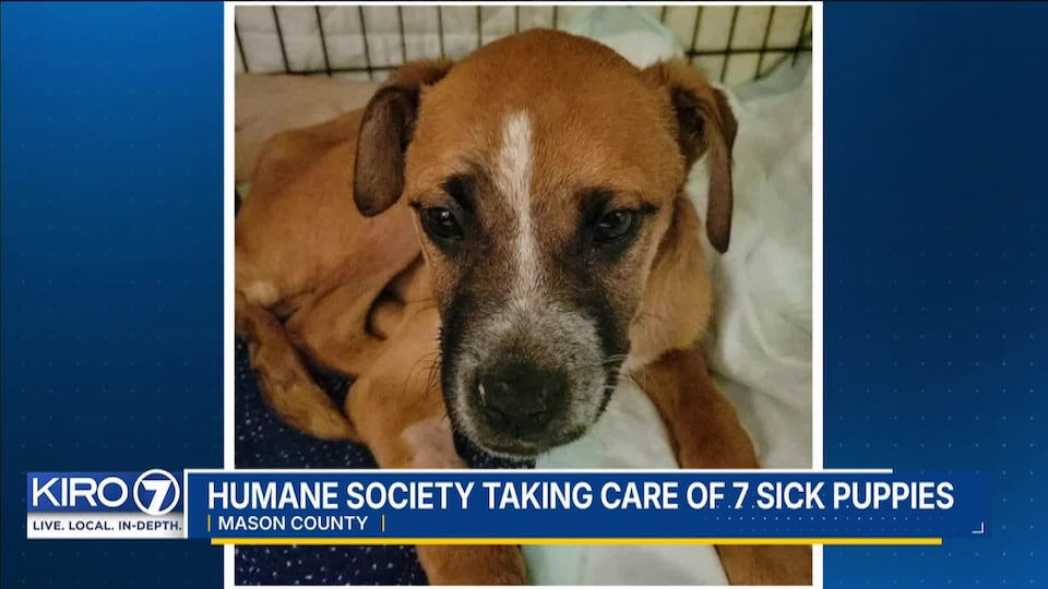 VIDEO: Mason County Humane Society taking care of 7 sick puppies
