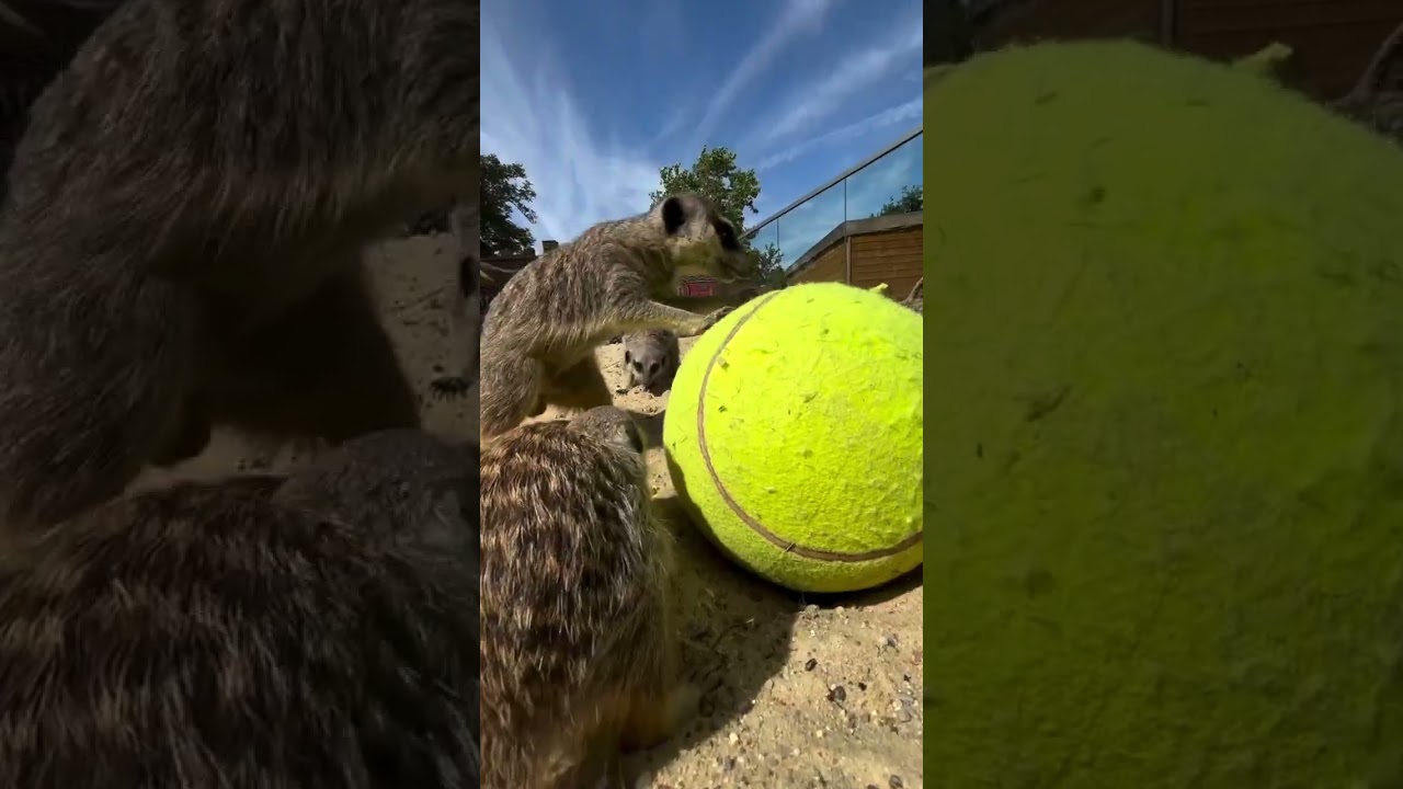 Meerkats play an intense game of tennis in style