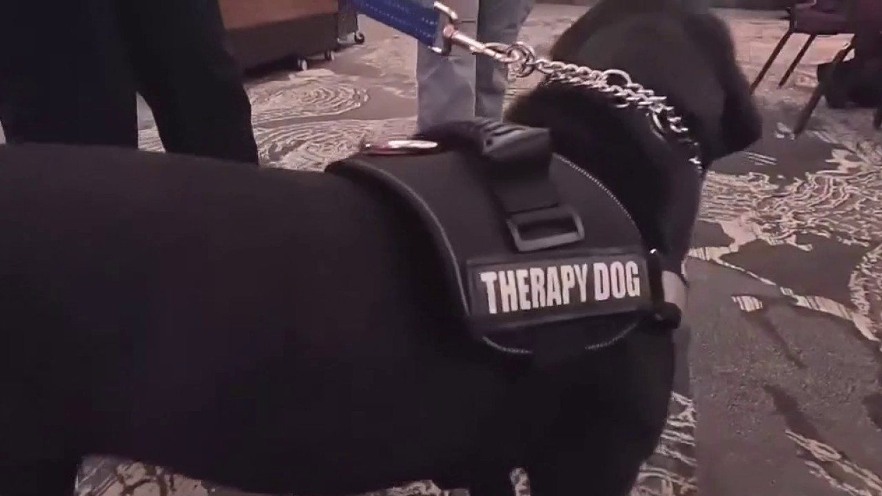 Therapy dogs sworn in at TXST