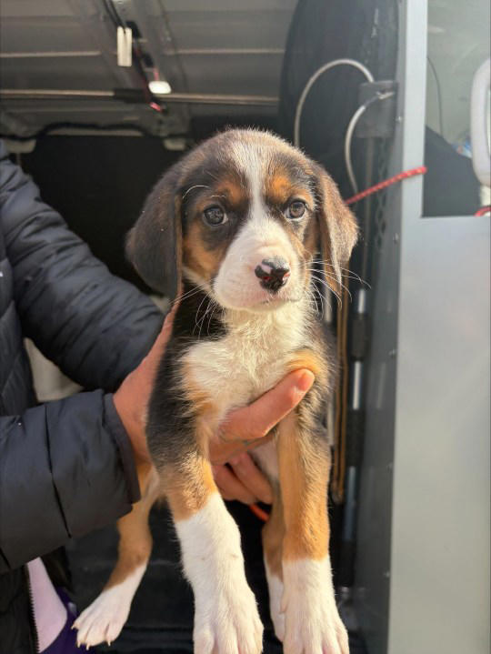 Local animal shelters seek fosters to house dogs during cold snap