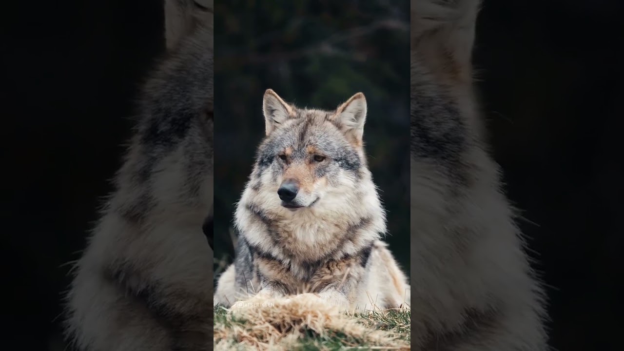 Lock eyes with a majestic wolf in a powerful wild moment