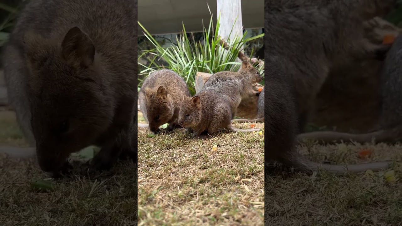 Morning routines with nature’s cutest animal stars
