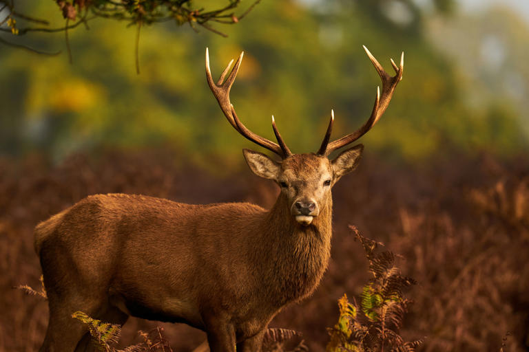 The lynx effect: Smell of predators enough to curb deer browsing, study ...