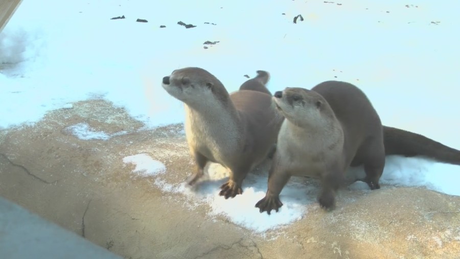 Little Rock Zoo staff working through winter storm