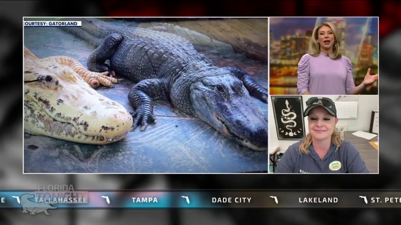 Cold snap tests Florida wildlife as Gatorland keeps animals warm