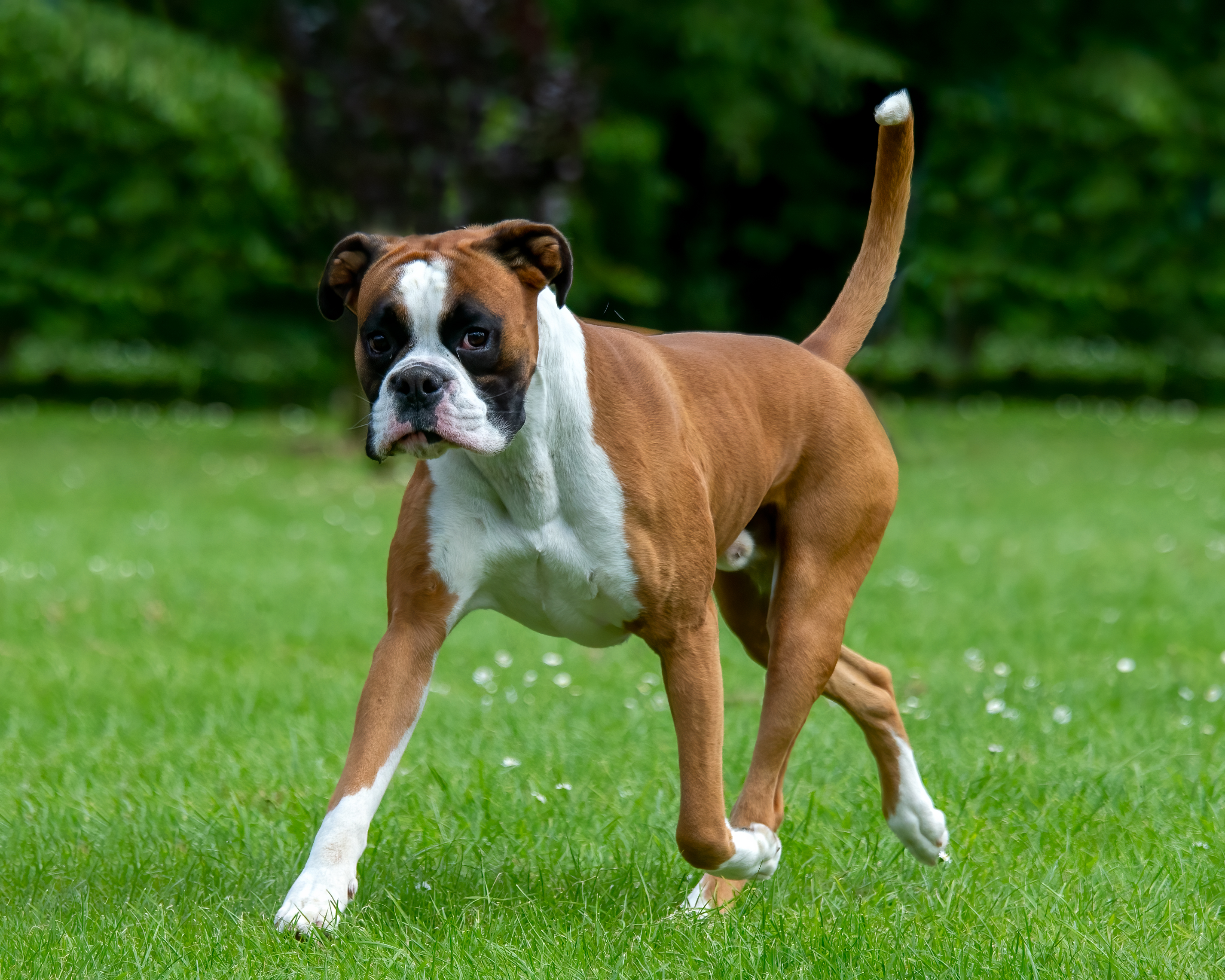 Boxer dog begs to go outside—what he does instead stuns: "Outsmarted"
