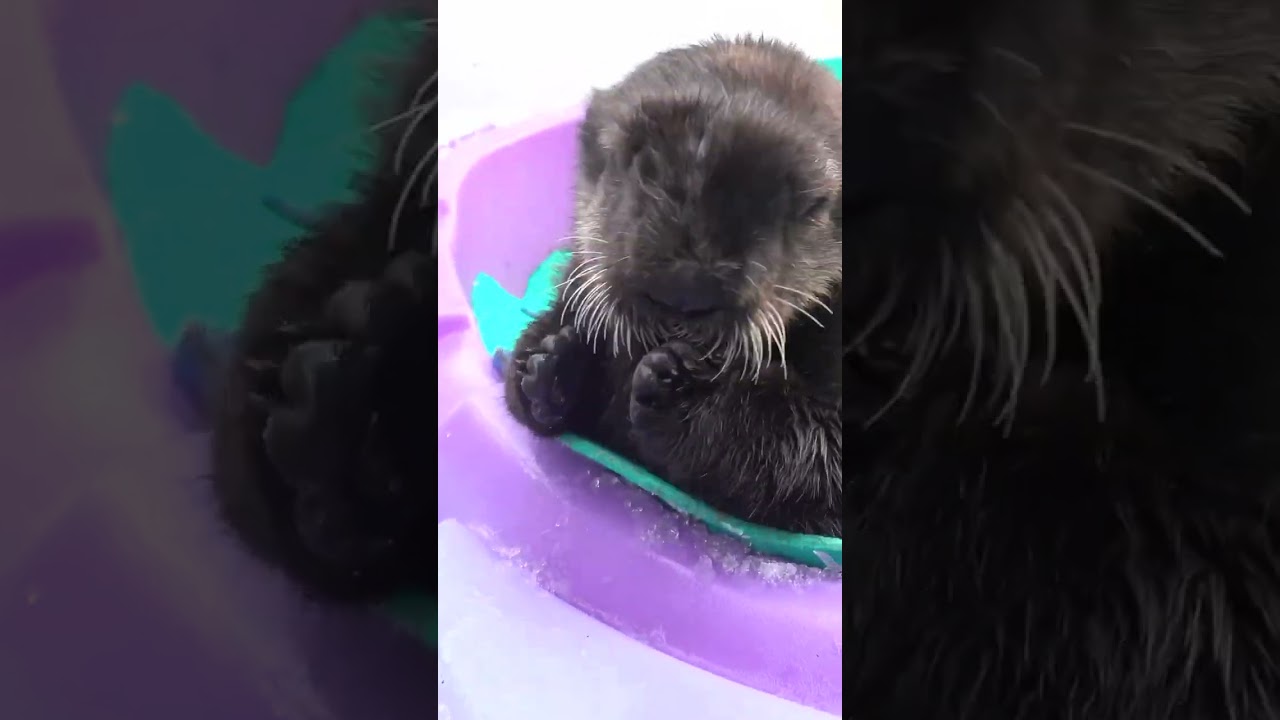 Meet the cutest baby otter you’ll adore today