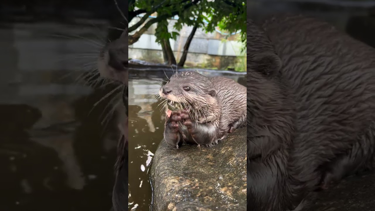Otters munch snacks in playful and hilarious zoo adventures