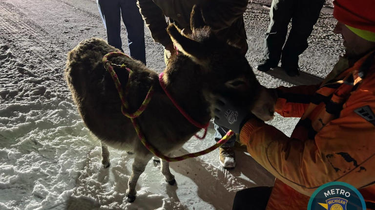 Runaway donkey: State police track down lost farm escapee in Holly