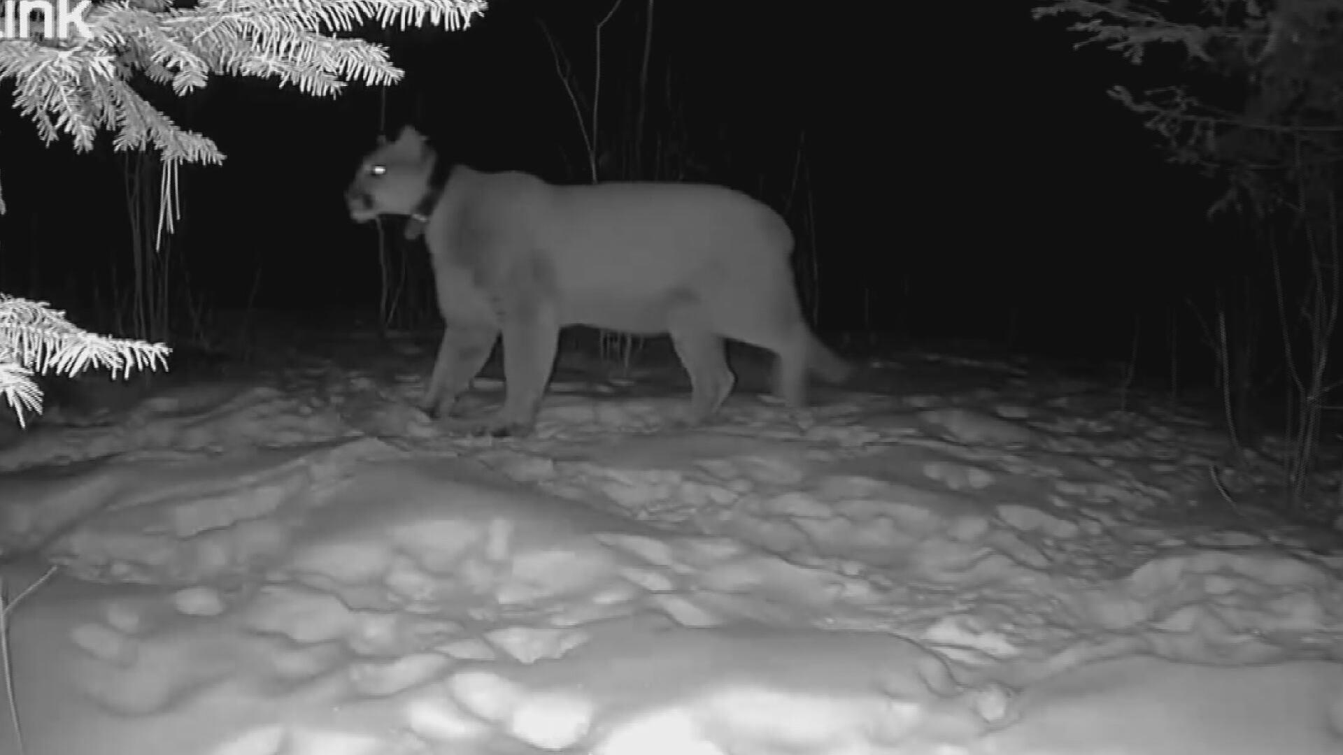 Cougar spotted in Weston backyard during early morning journey