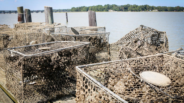 The 'oyster capital of the East Coast' is a scenic state with unmatched ...