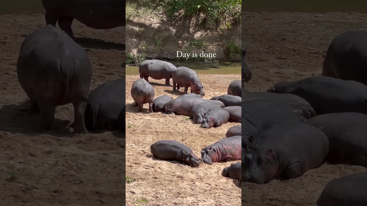 Watch a hippo gang dominate Kenya’s waters in style
