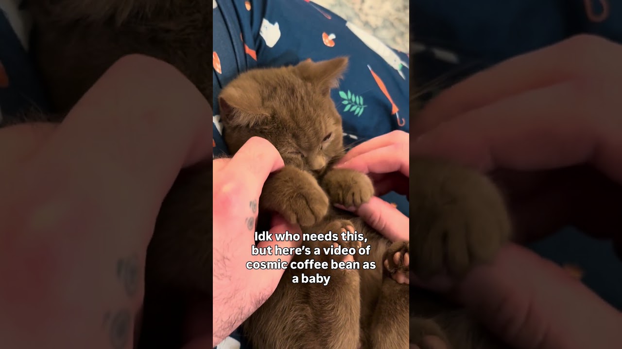 A kitten to brighten your day