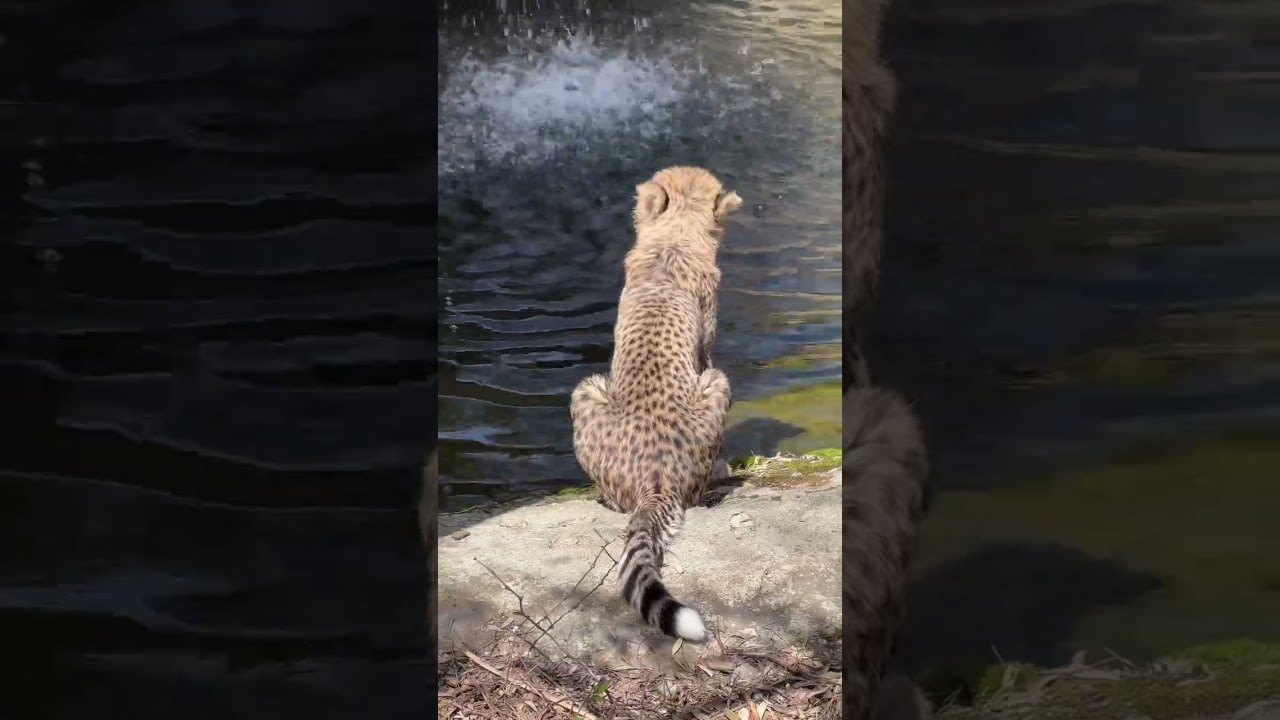 Cheetah cubs relax and play in the sunny outdoors