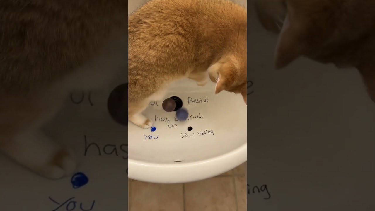 Kitten becomes the ultimate judge of the balls of fate
