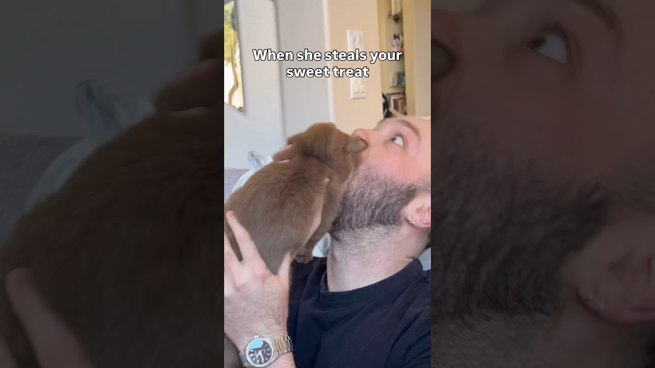 Ice cream theft leads to hilarious cat-filled chaos