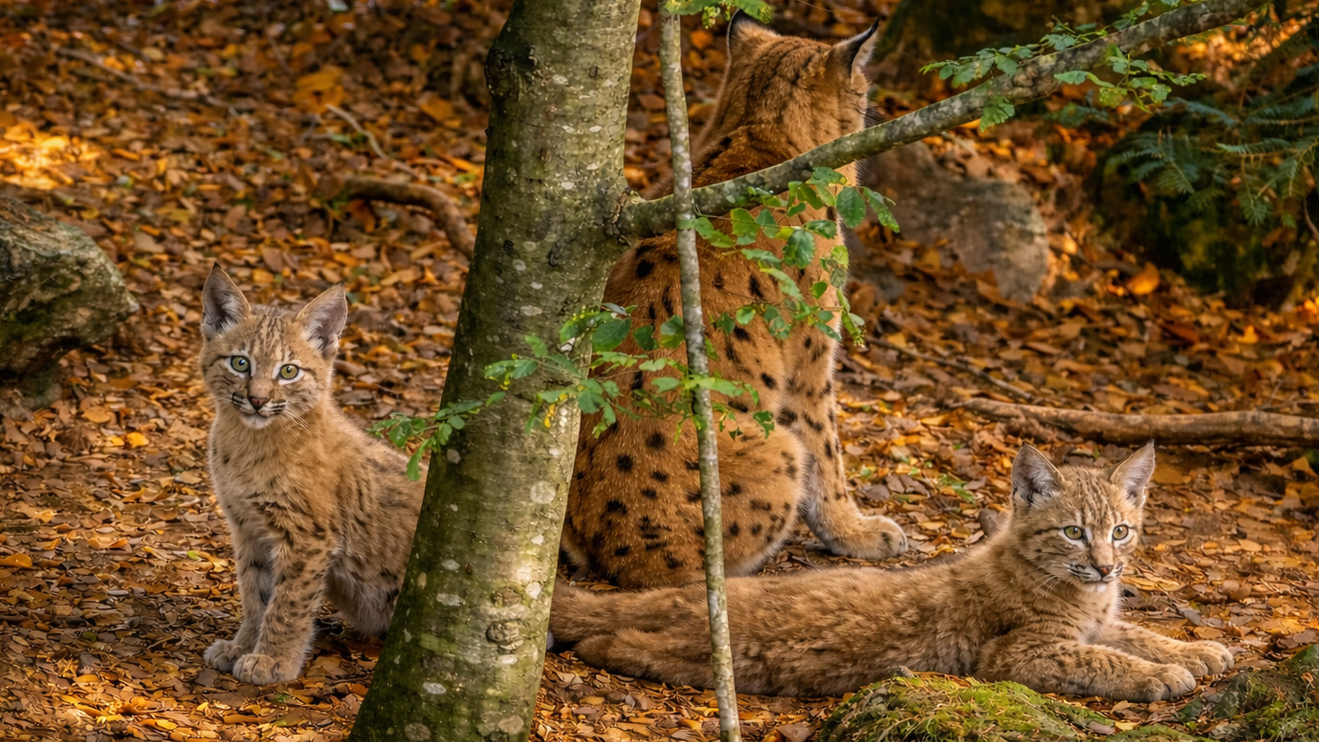 These lynx cubs noticed my camera