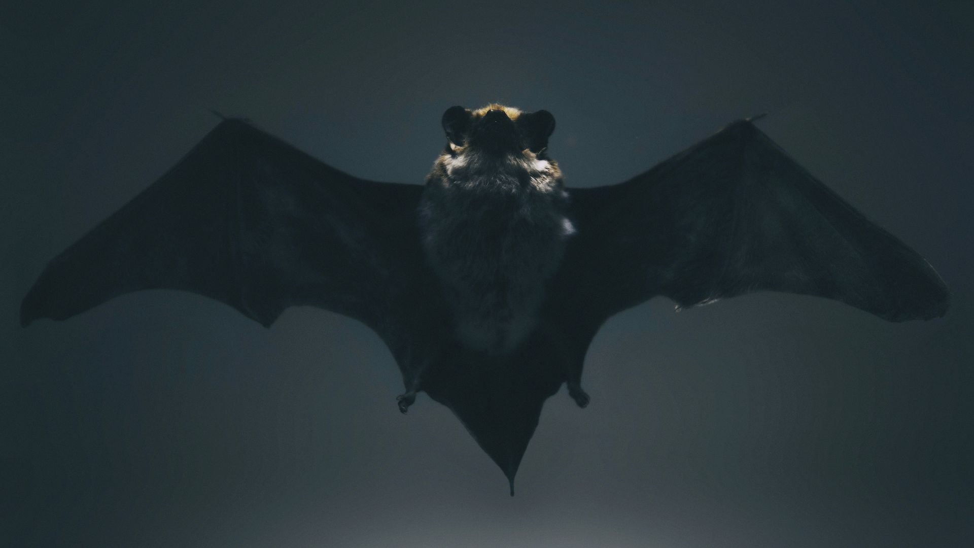 20 lesser-known mythical creatures no one ever talks about