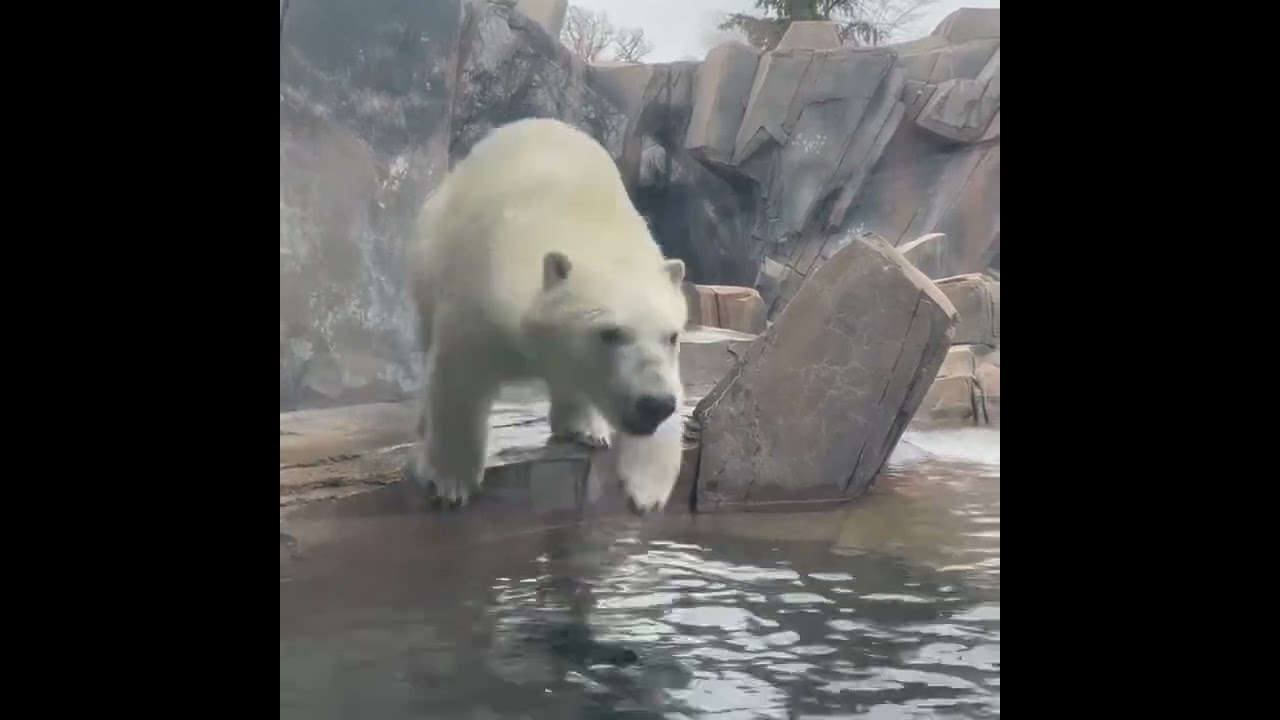 Polar bear displays powerful diving skills in Arctic waters