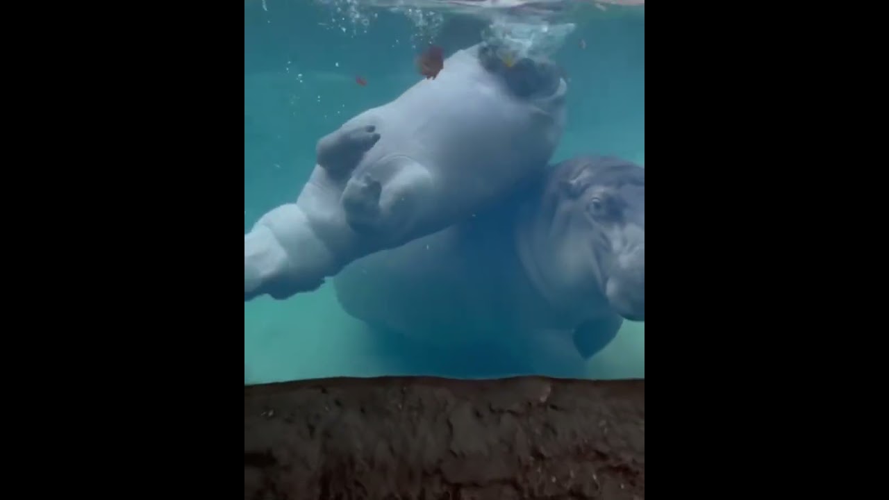 Melt watching a baby hippo splash with its mother