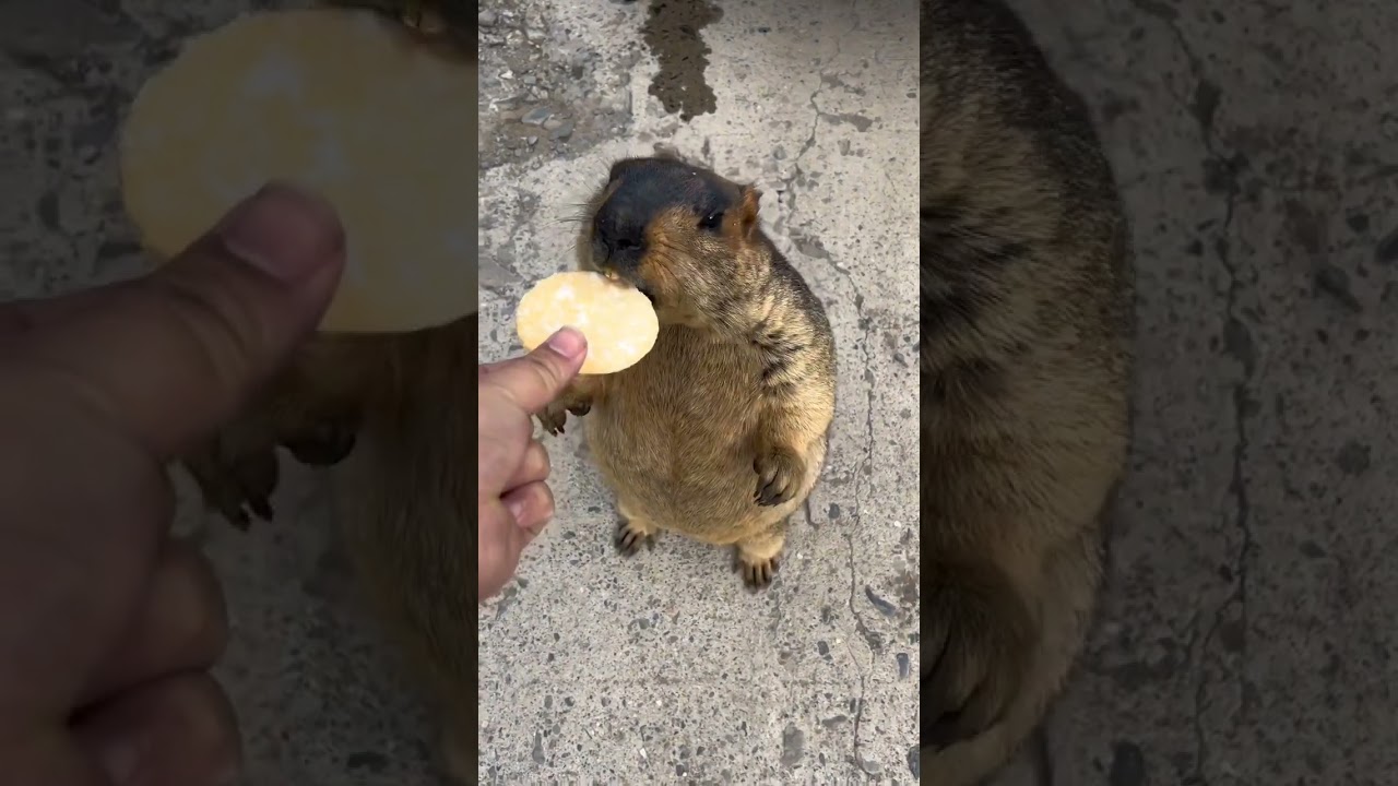 See a groundhog munch chips in the cutest way
