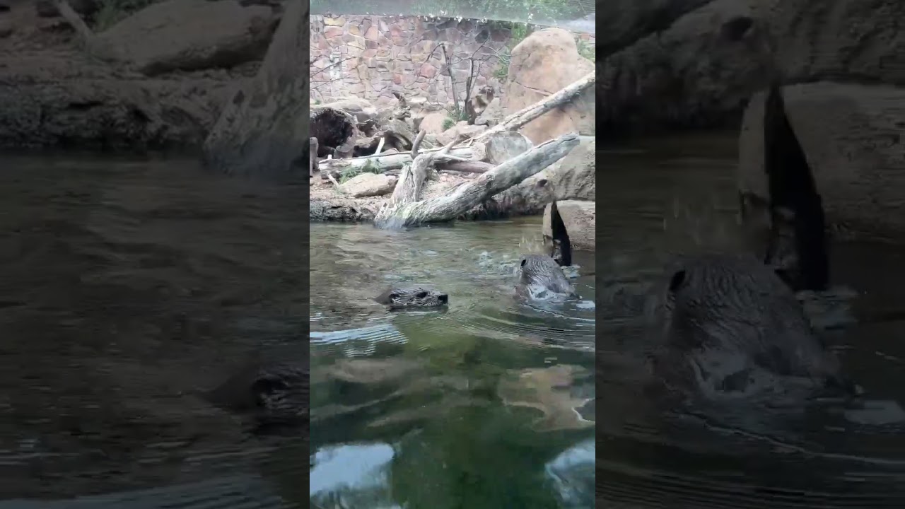 Otters swim together gracefully showing friendship and playful teamwork