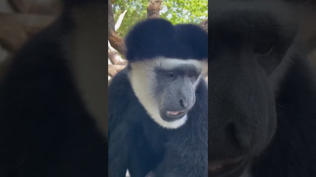 Sound on: Theo the monkey crunches like a champ