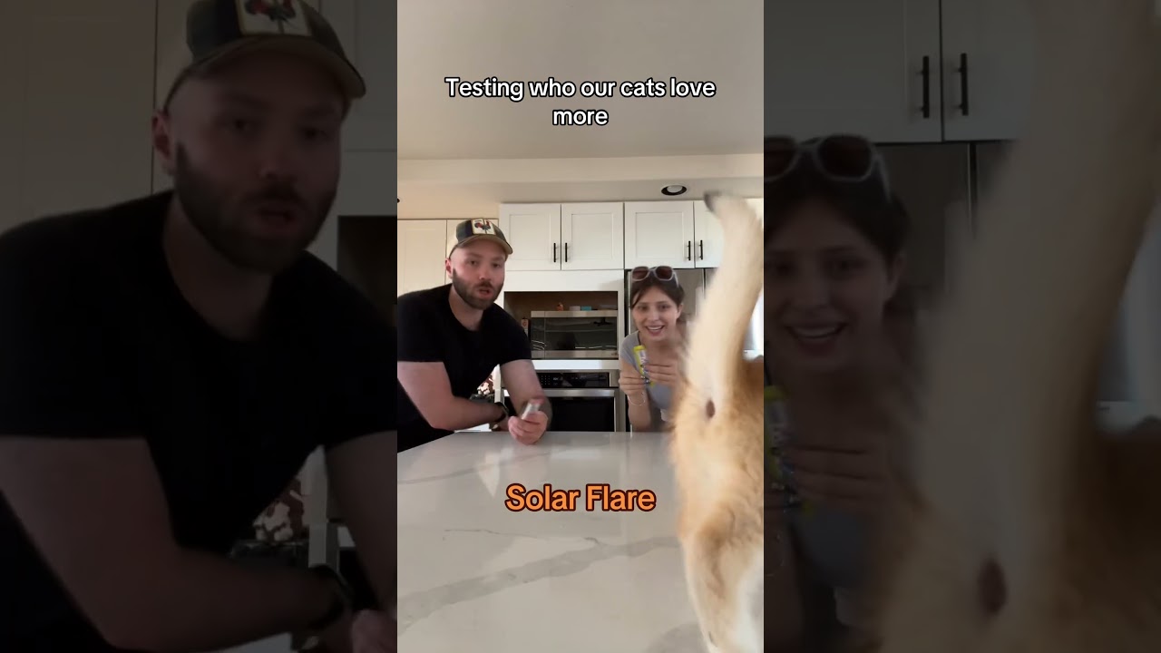 Watch pets pick the winner in cat love showdown