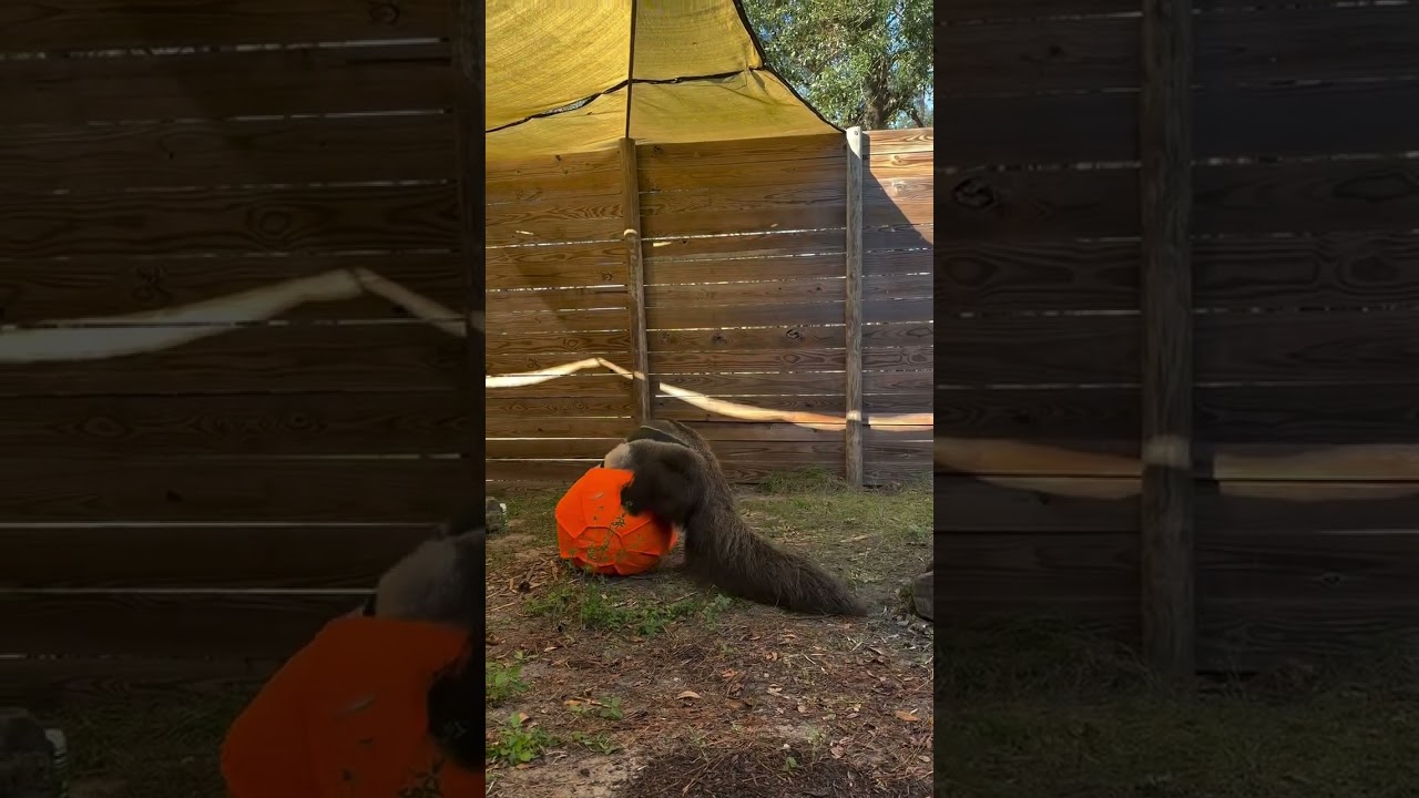 Watch a playful anteater playing with a bouncy ball