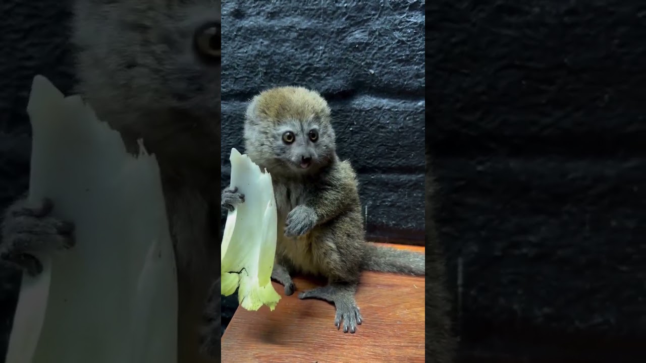 Meet one of the rarest and gentle primates on earth