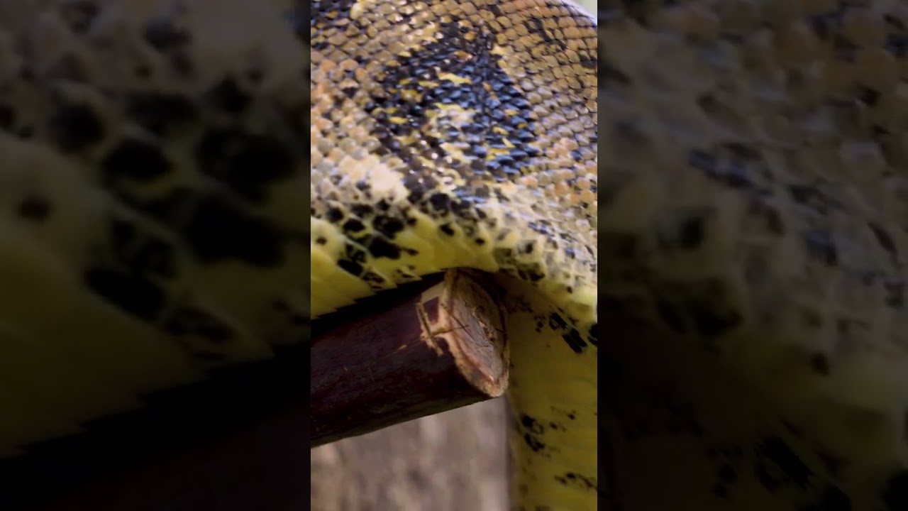 Snakes slither and explore in fascinating close-up moments