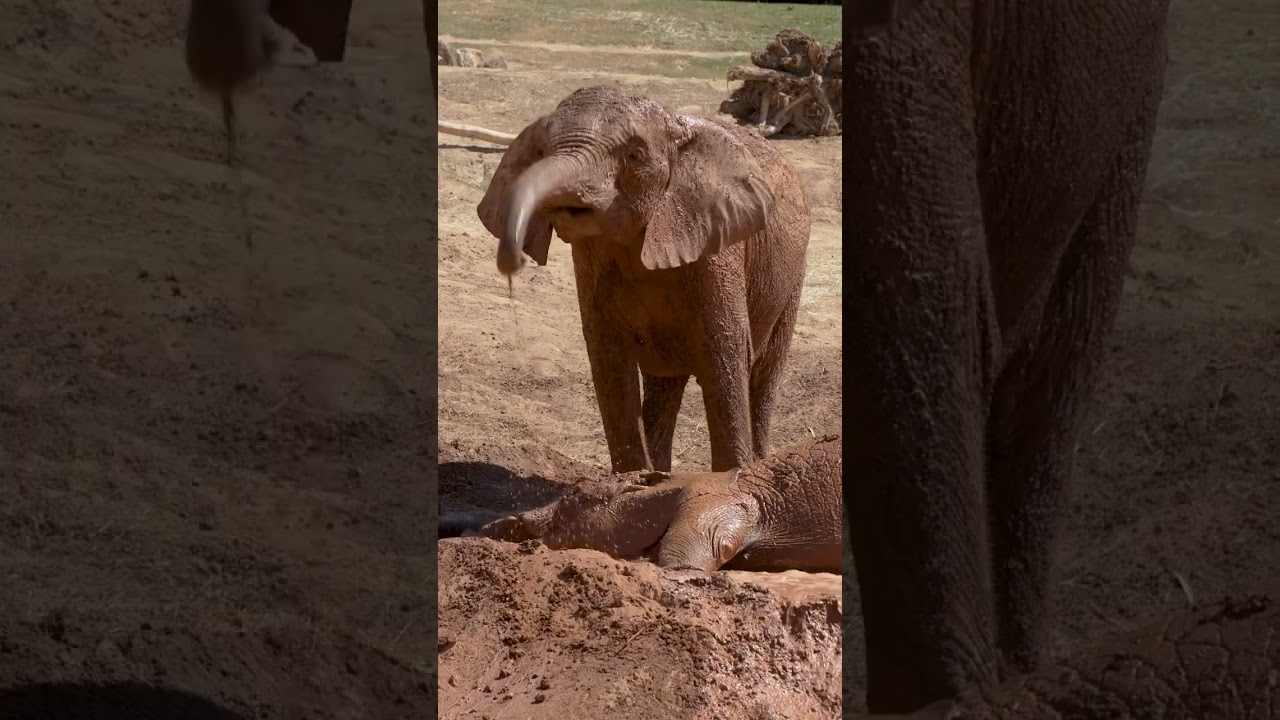 Animal families share tender moments across the wild kingdom