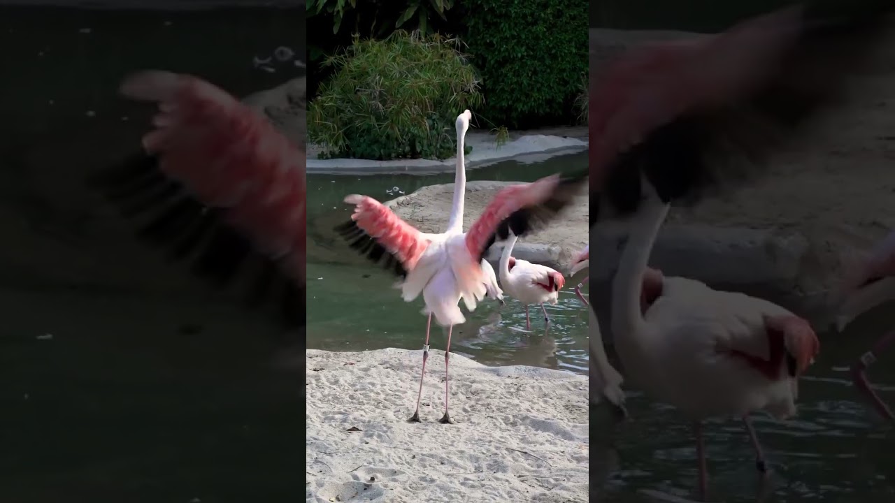 Take a 20-second timeout to flamingle with flamingos
