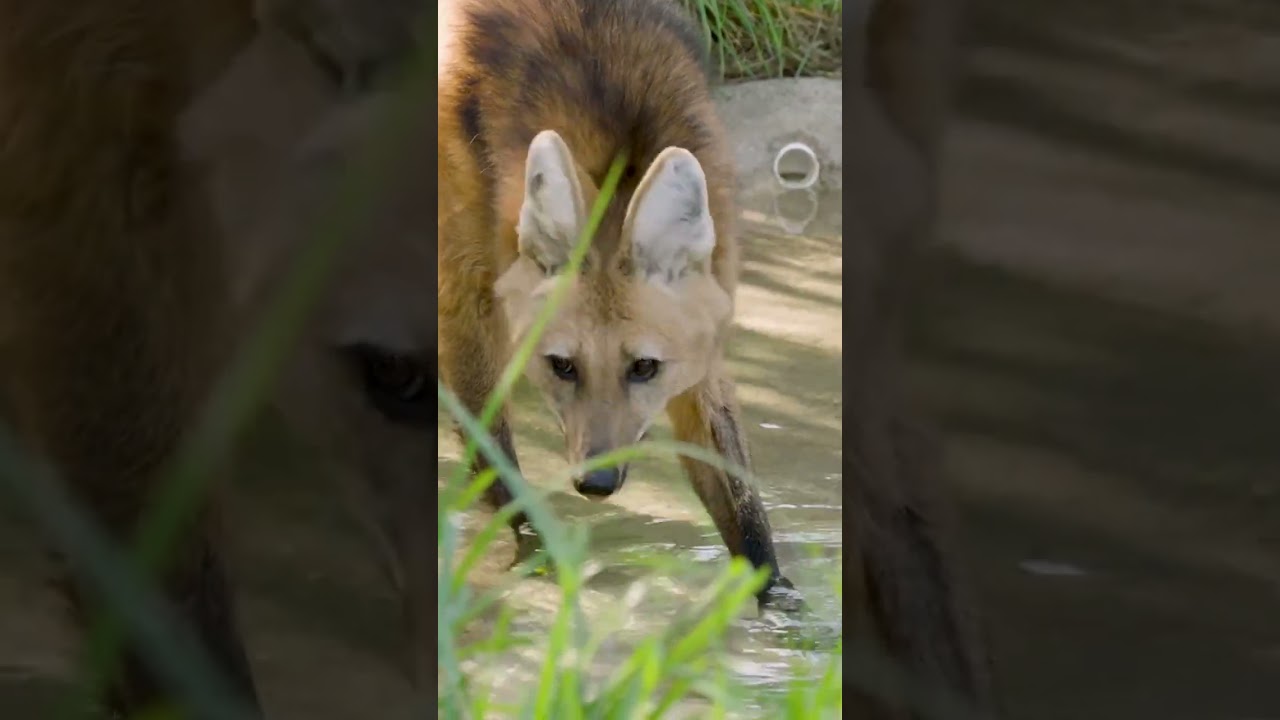 Maned wolves show off their unique long-legged beauty