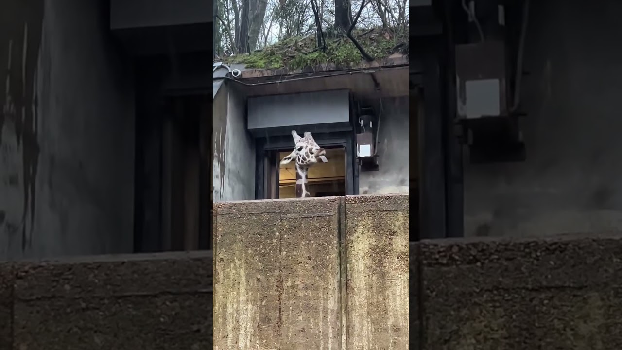 Giraffe drinks raindrops with elegant and gentle movements