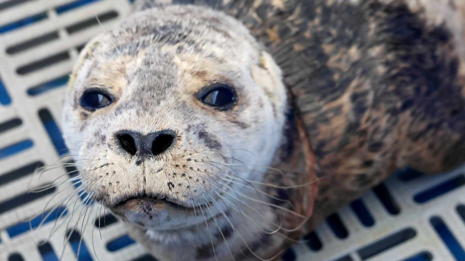 Young harbour seal rescued in West Vancouver