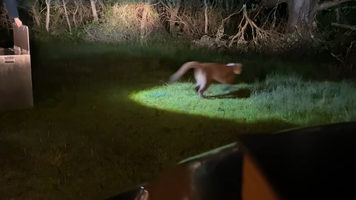 Mountain lion tranquilized in San Francisco, released back into Santa ...