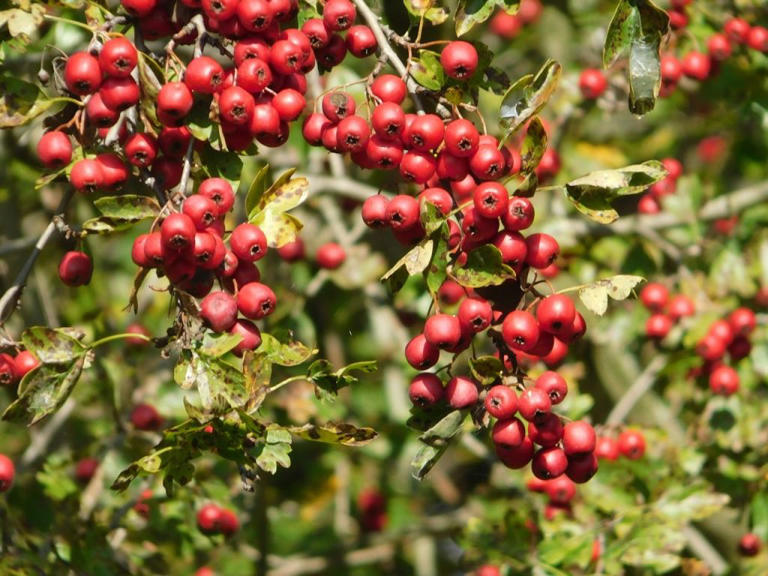 Wildlife experts warn skipping native plants is hurting backyard birds