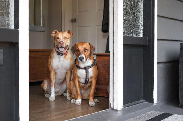 Why impulse control is the secret to a happier and more confident dog