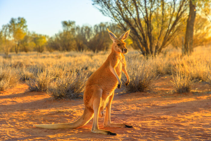 Ancient kangaroos were heavier than grizzly bears but could still hop