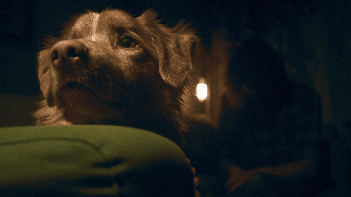 Good boy: Life lessons about love and pets from the Astra Film Awards ...