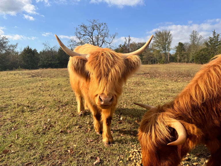 Mini highland cow cattle drive is just the cutest