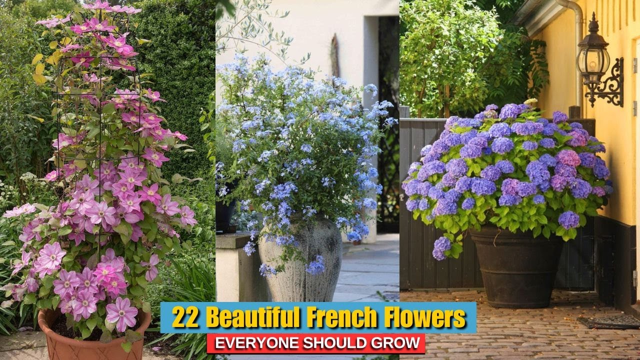 French flowers that will leave your garden looking like a work of art