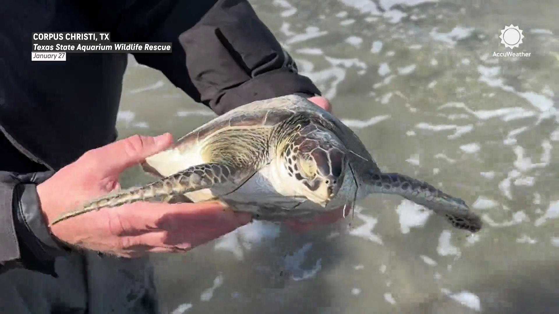 Texas rescues rush to save cold-stunned sea turtles