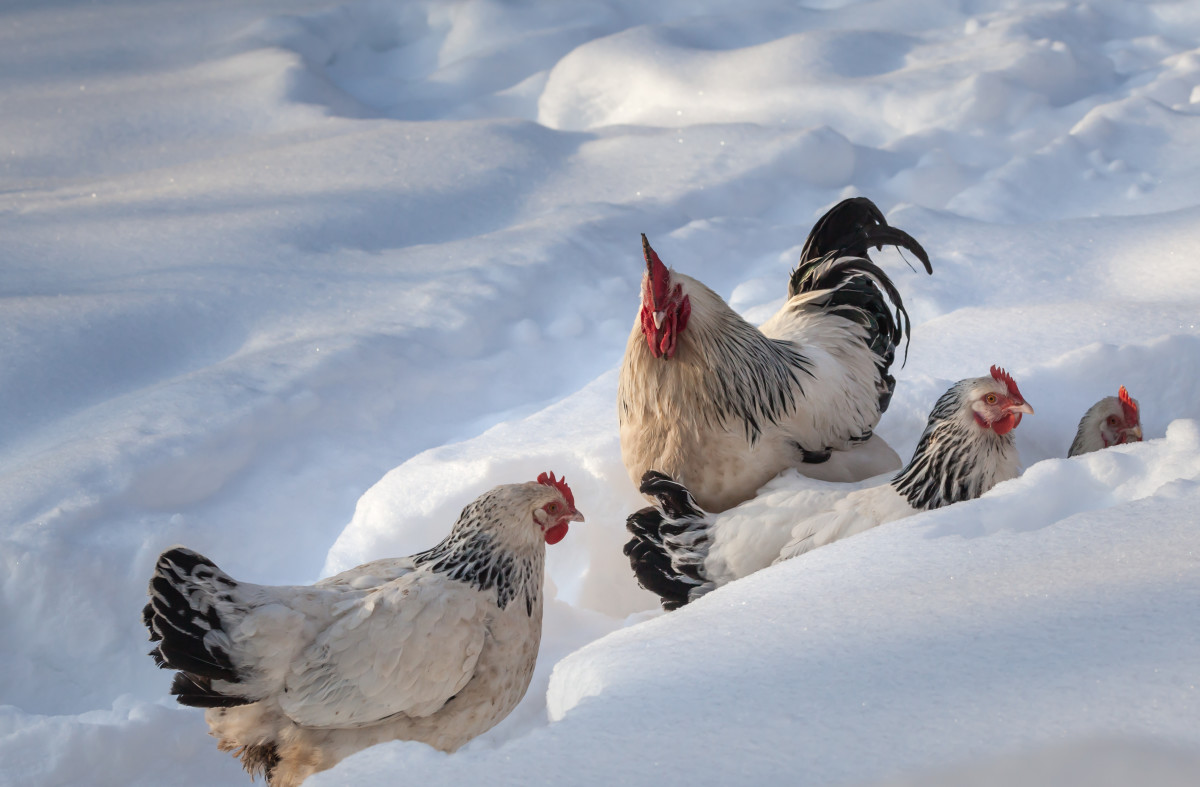 Cold-weather chicken care: How to keep your flock safe in arctic temps
