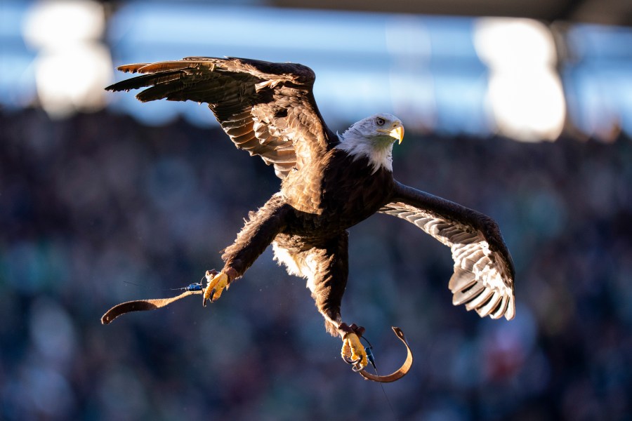 East Tennessee bald eagle takes flight in Budweiser’s Super Bowl ad