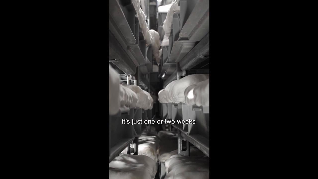 Why California scientists consider mushrooms our climate change ally