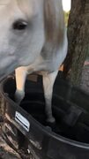 Playful horse loves getting her front legs into water trough