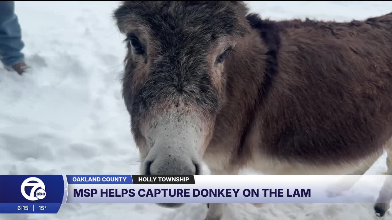 MSP helps find miniature donkey named Dolly Parton after farm escape