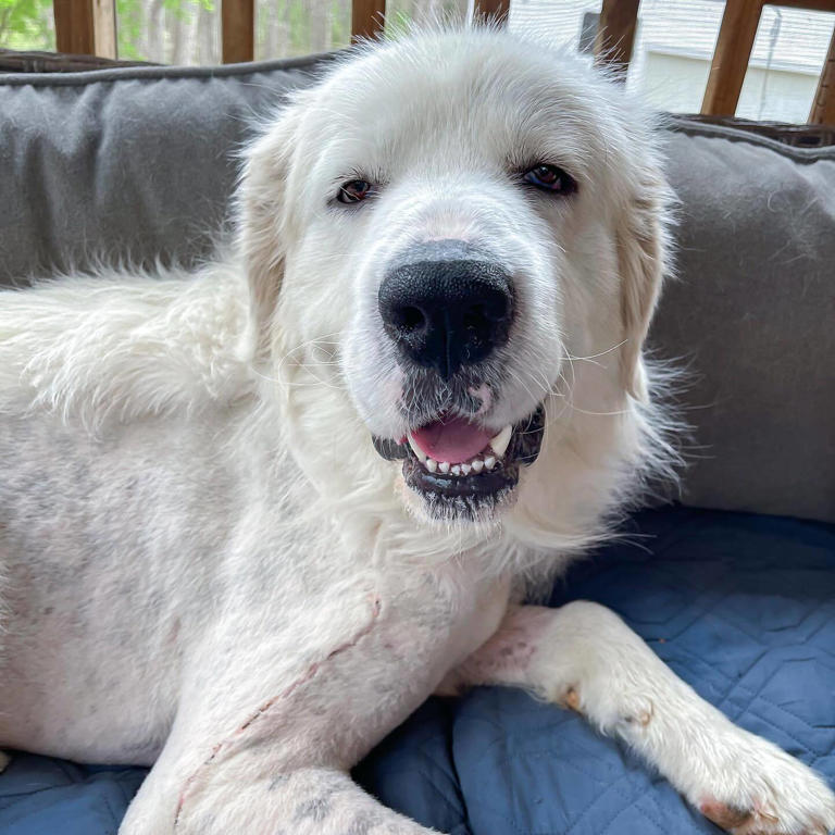 Two dogs on the euthanasia list lose the same leg — then learn they’re ...